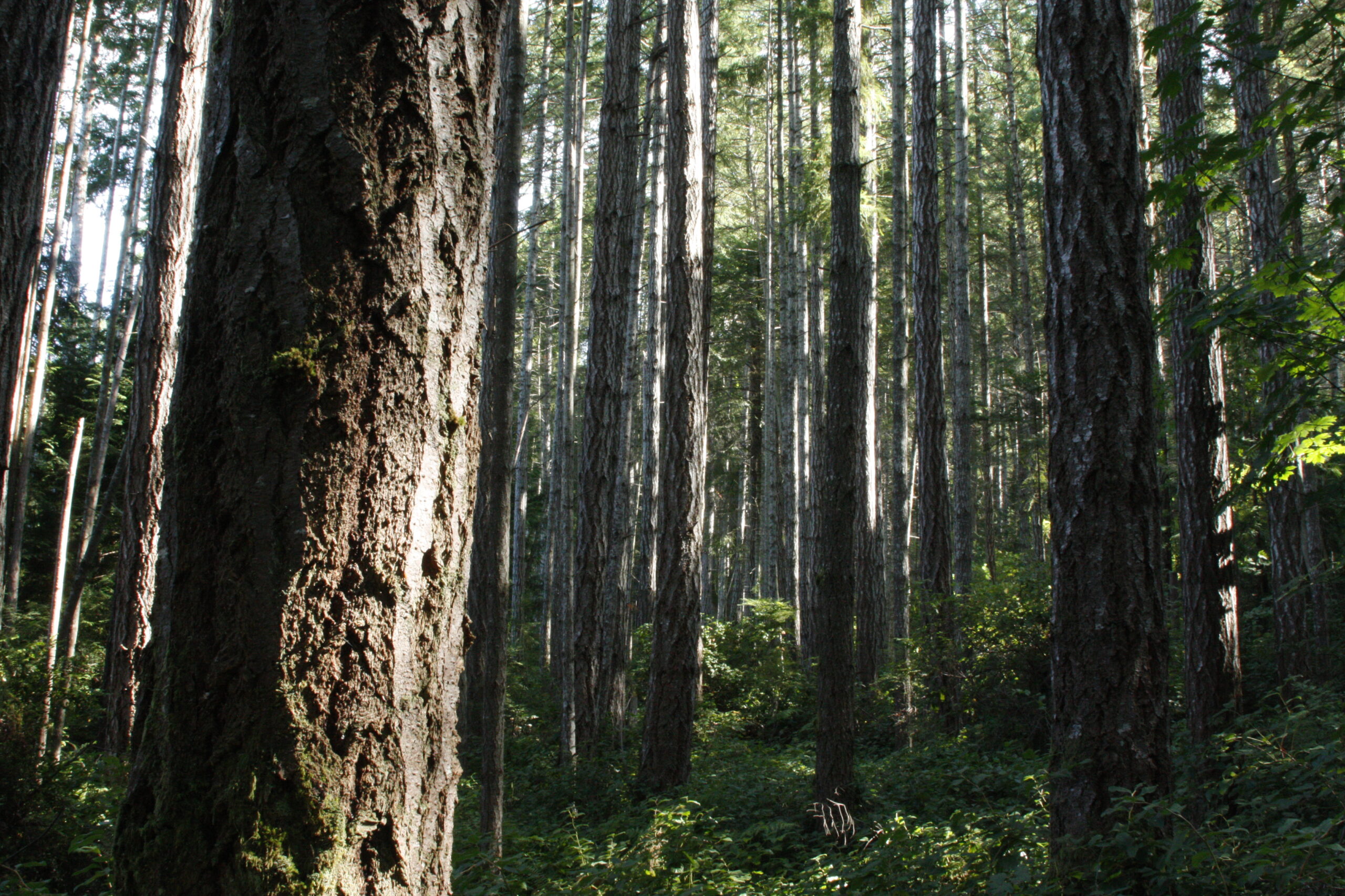 Douglas Fir-Larch - Interfor Corporation